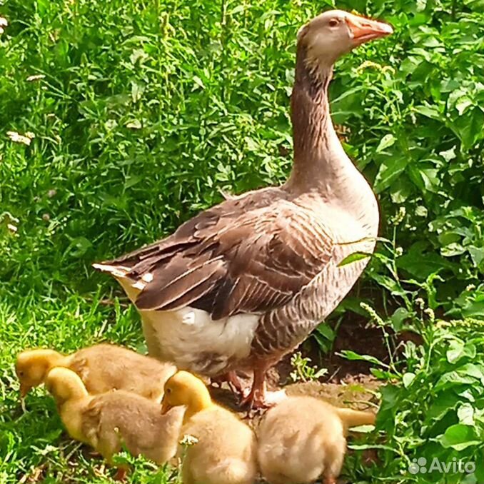 Гусыня с гусятами