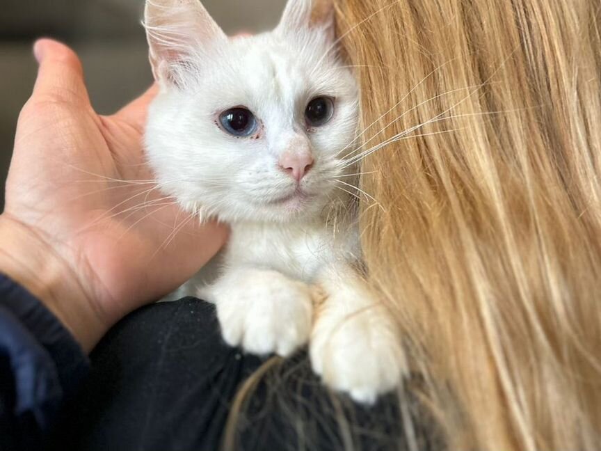 Брошенная кошка ищет семью