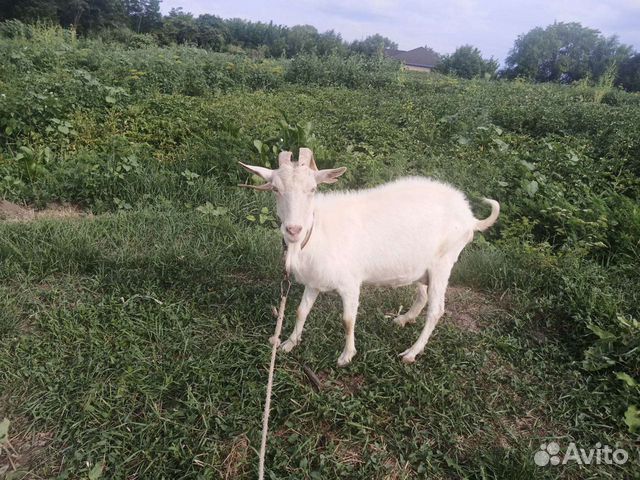 Коза и козлята