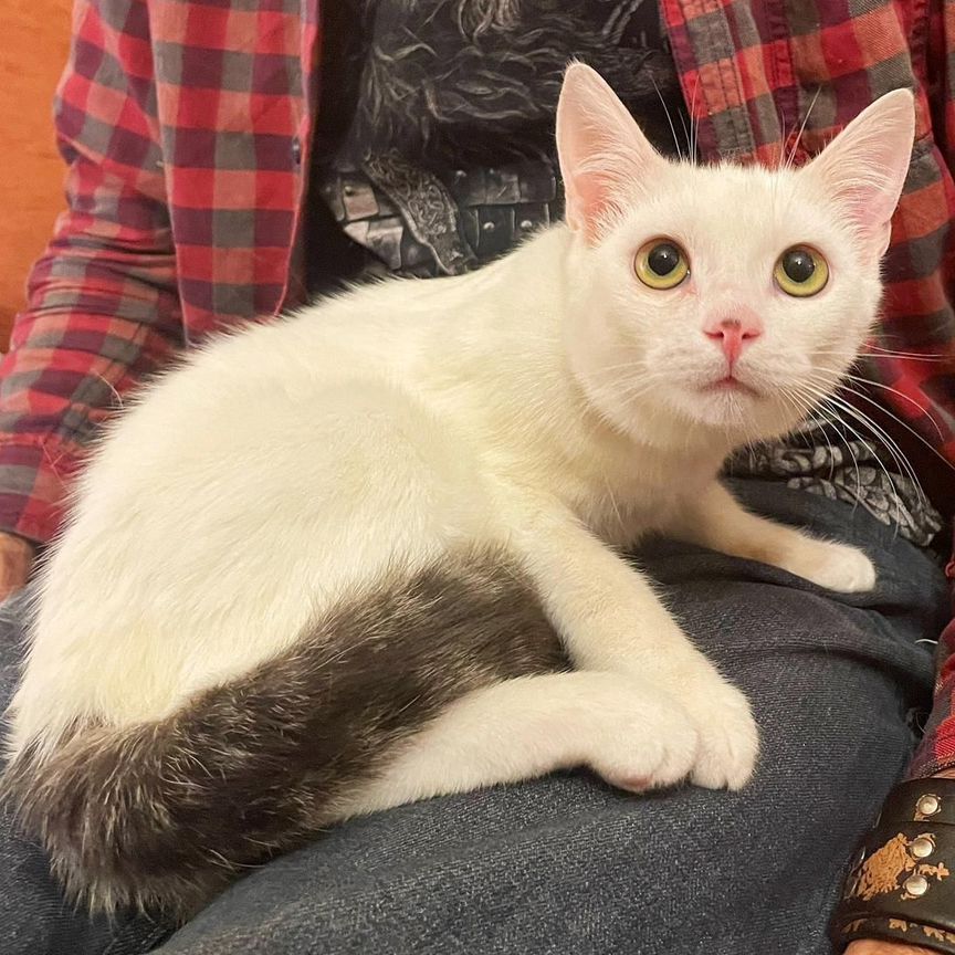 Котик Фокус