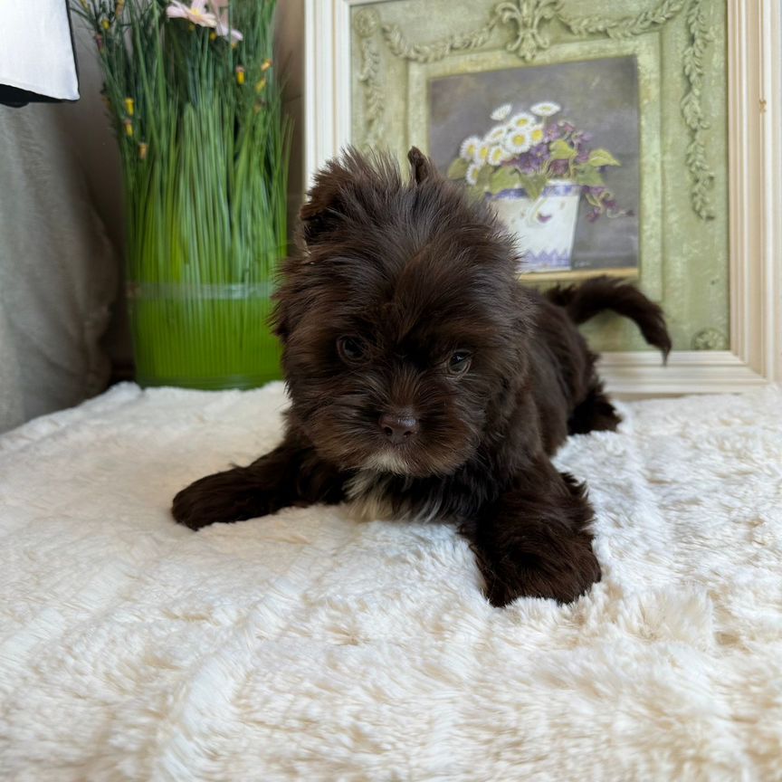 Шоколадная малышка