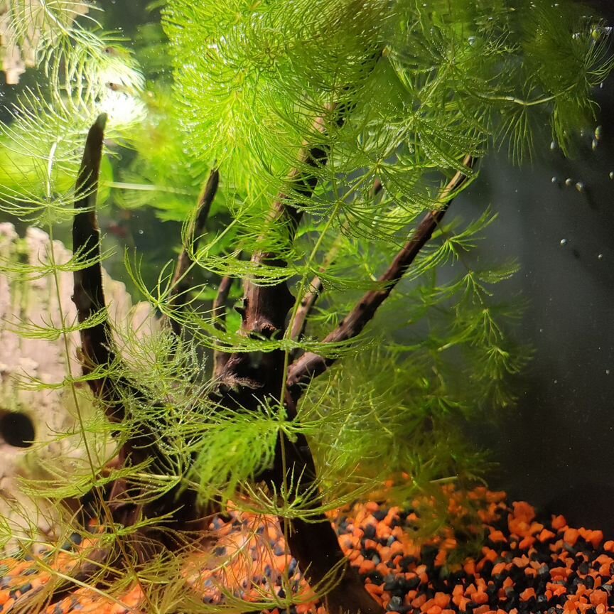 Роголистник для аквариума