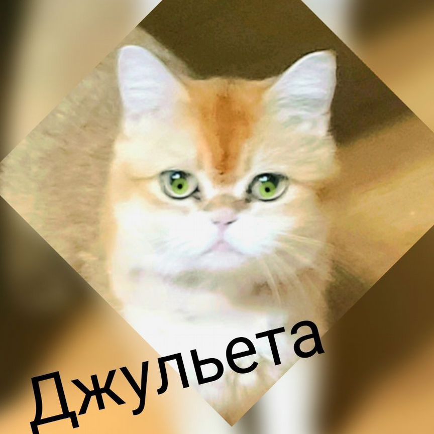 Шотландская прямоухая короткошёрстная, взрослая кошка