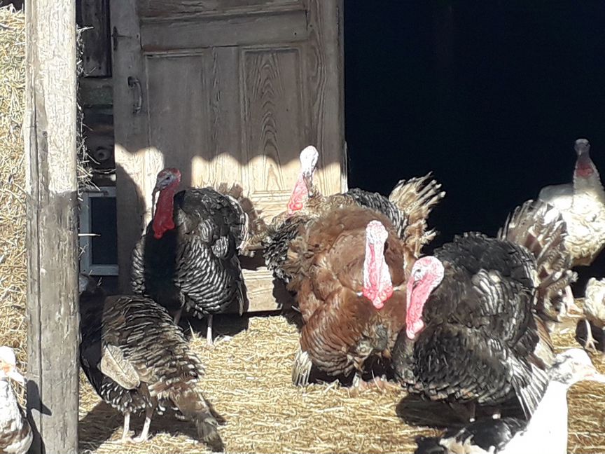 Продам индюков