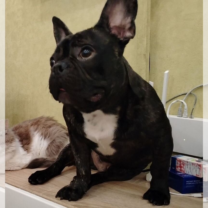 Французский бульдог, щенок