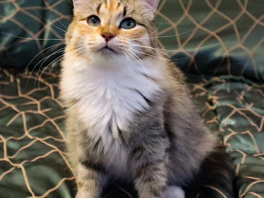 Кошка Варежка