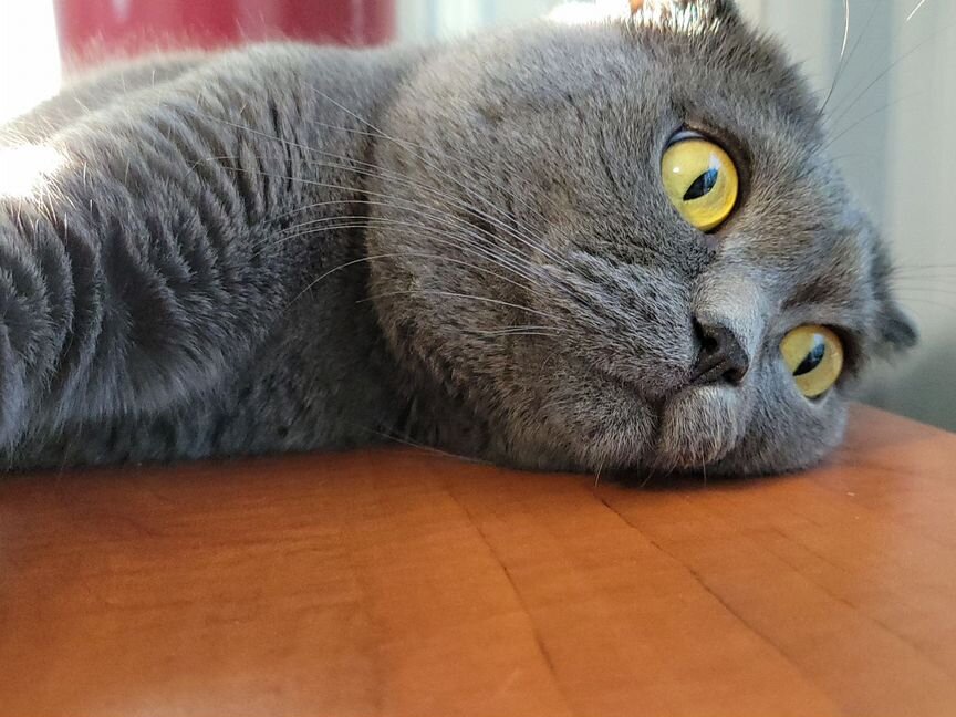 Котик в хорошие руки