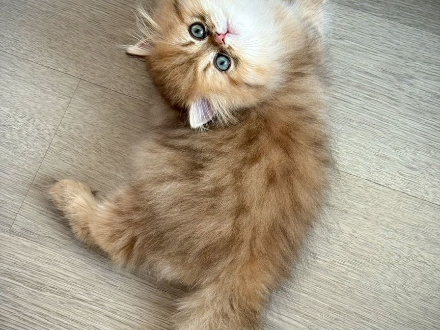 Золотая шиншилла, мальчик