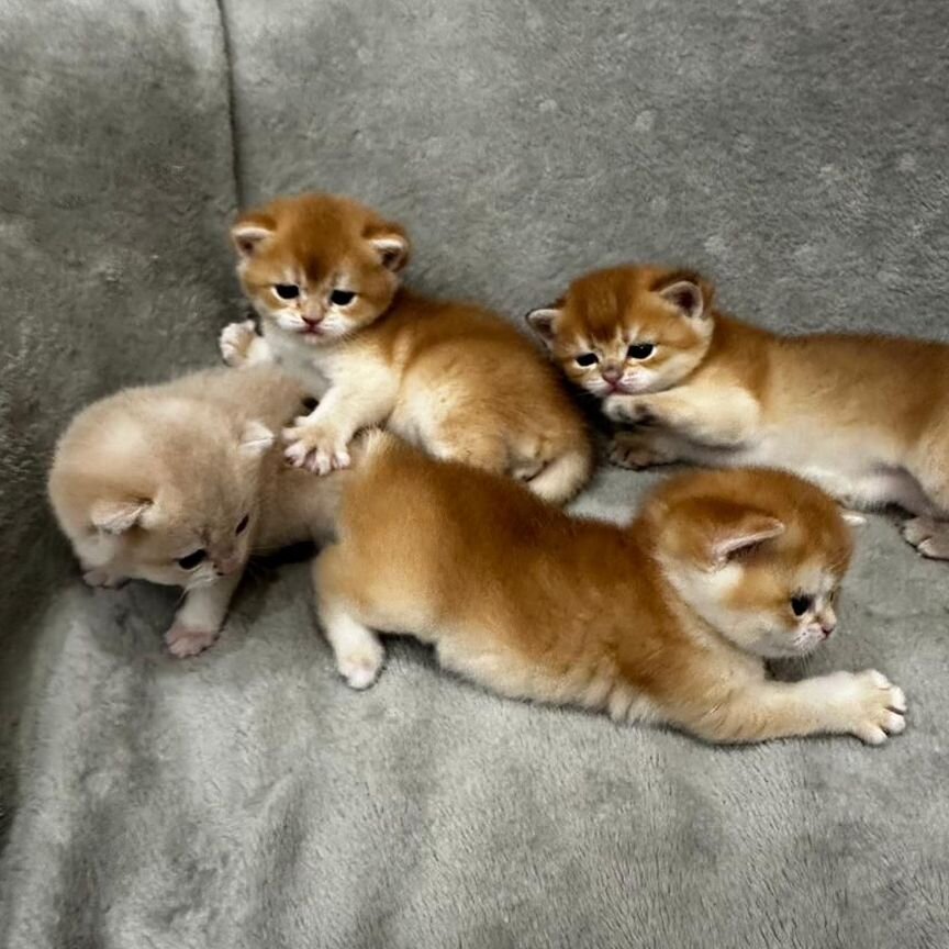 Британские котята золотая шиншилла