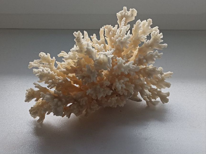 Коралл настоящий