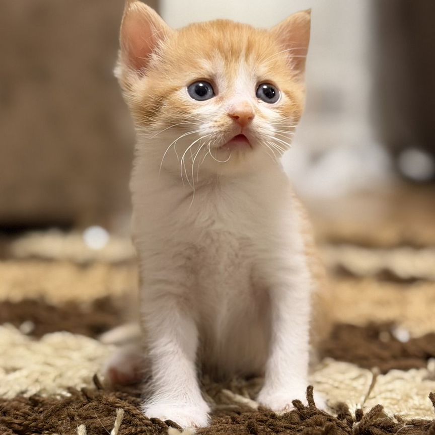 Британский короткошёрстный котёнок