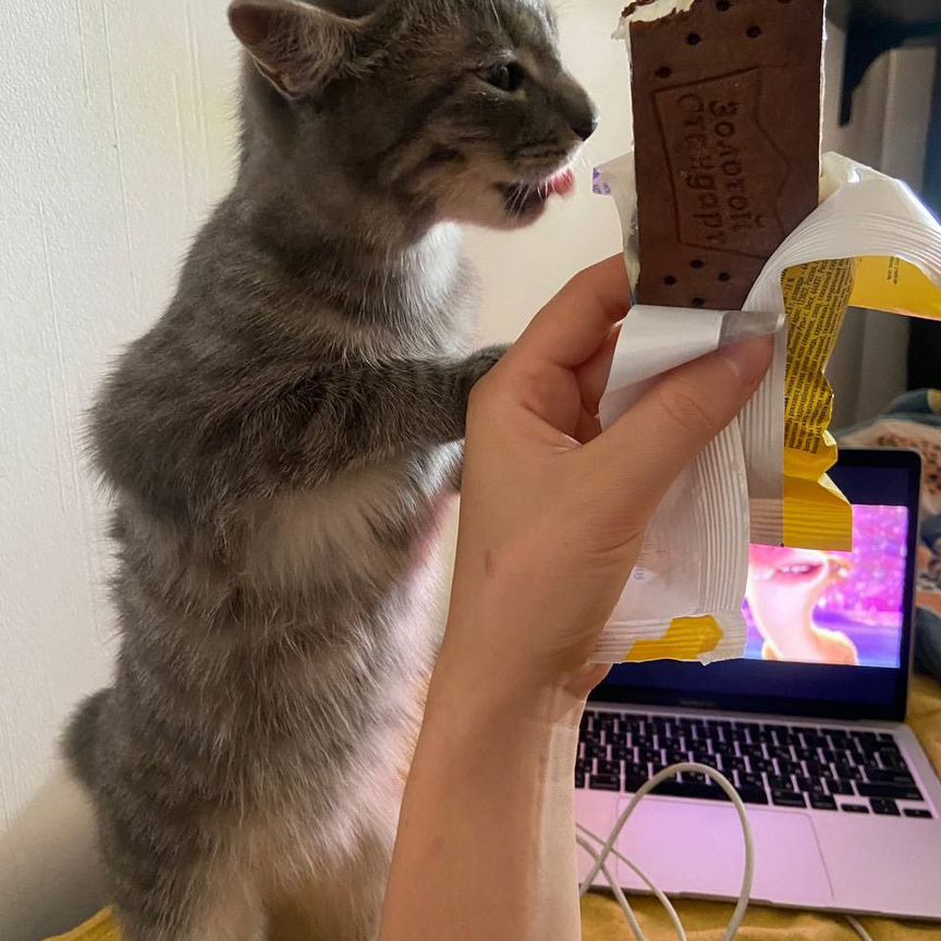 Котенок Лео в добрые руки