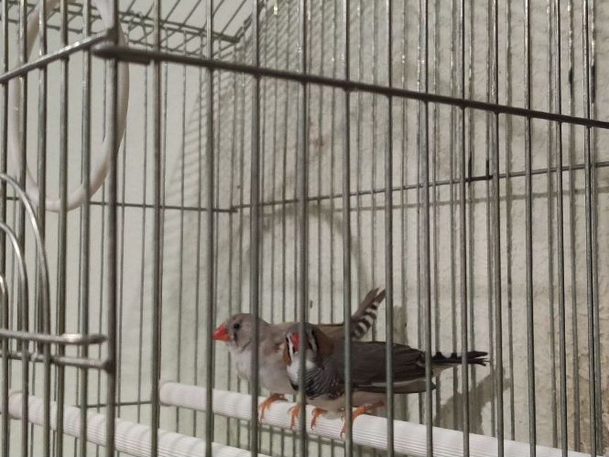 Зебровые амадины