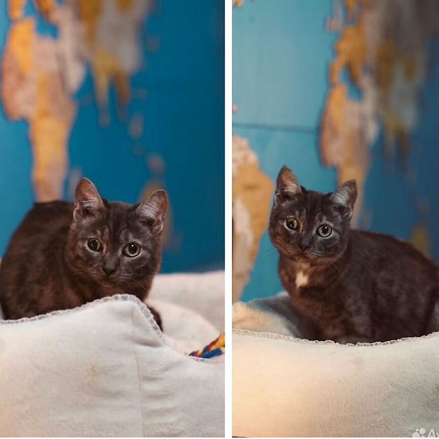 Взрослая кошка в добрые руки