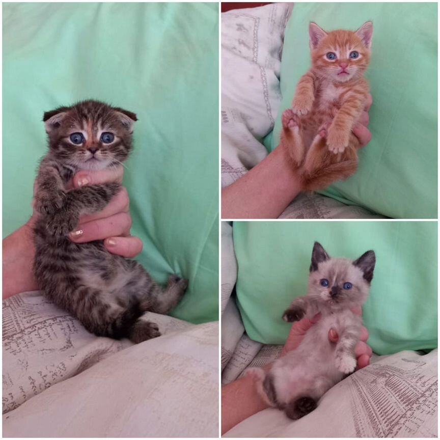 Шотландские котята