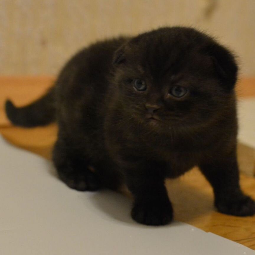 Шотландский вислоухий короткошёрстный котёнок