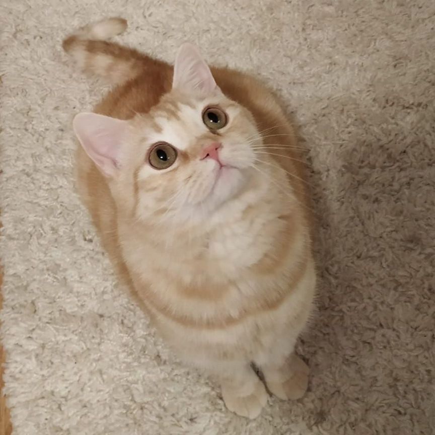 Котик в добрые руки