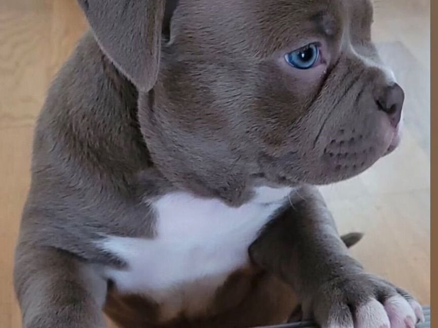 Девочка лиловая булли