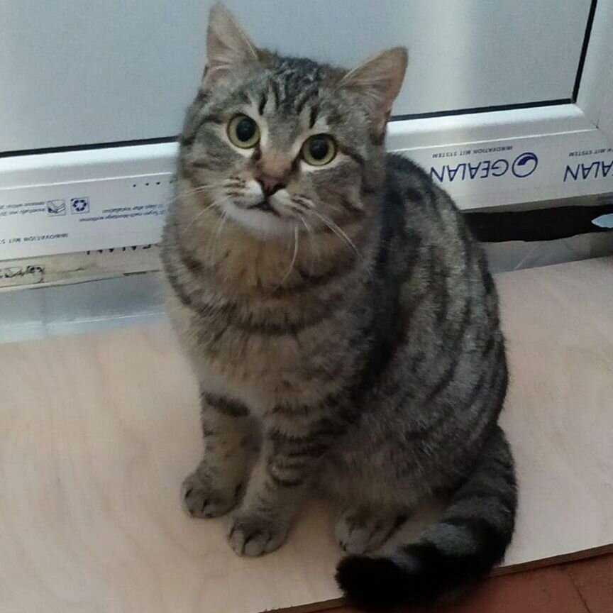 Кот Матроскин