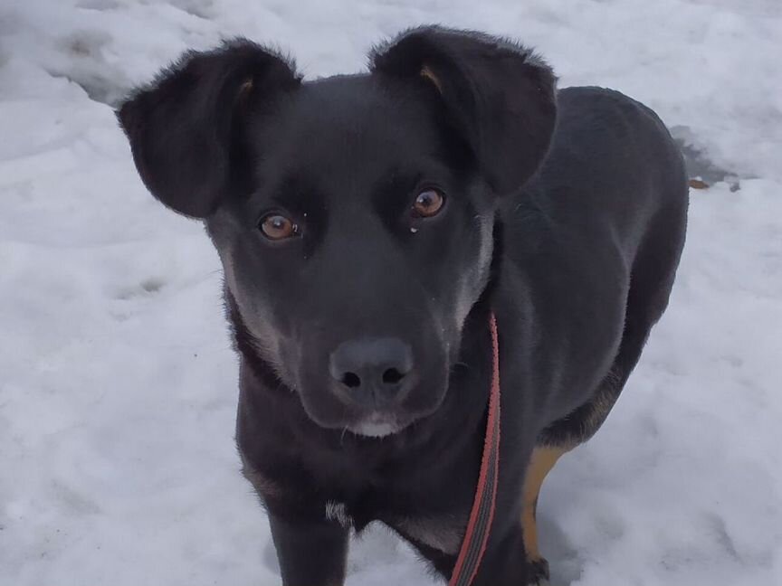 Черри: послушная добрая собака из приюта