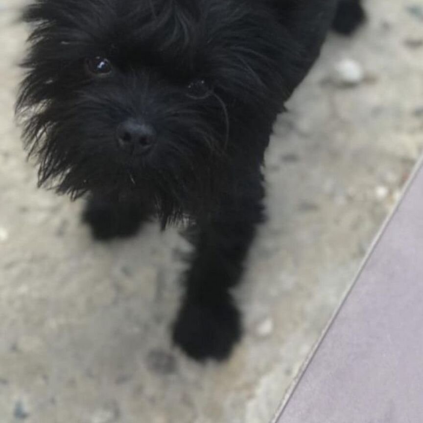 Подрощенный йорк