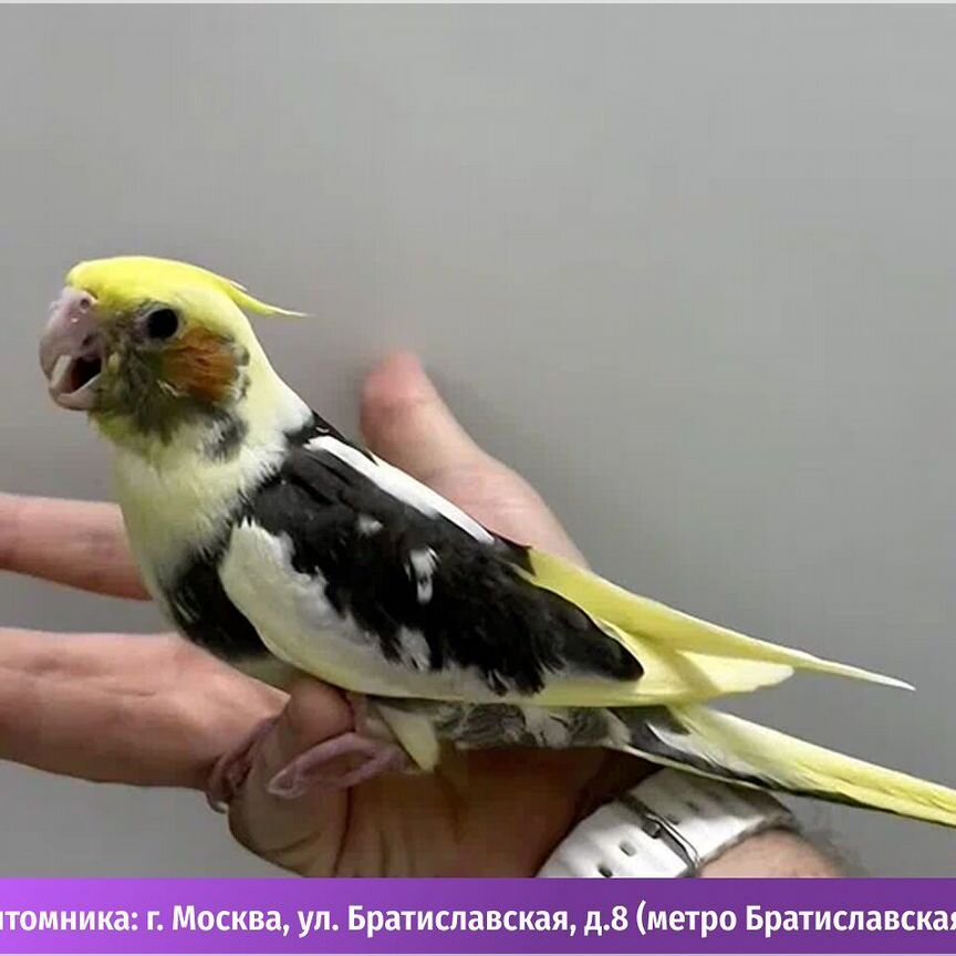 Попугай Карела подросток