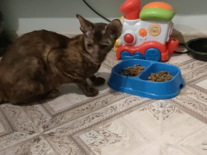 Ориентальная кошка