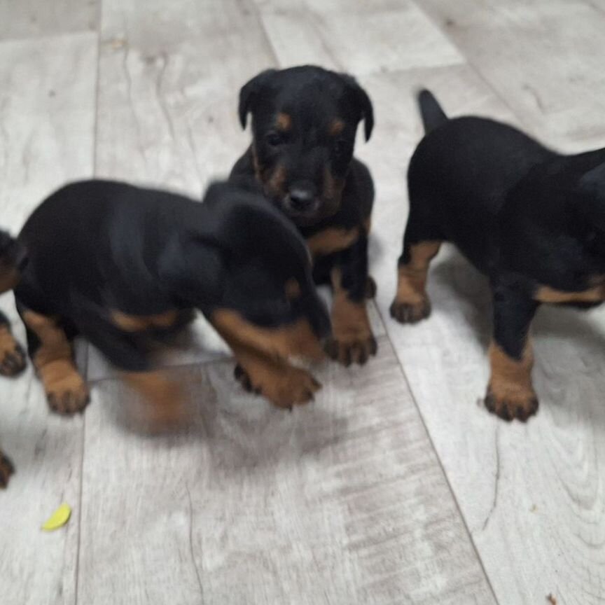 Щенки ягдтерьера