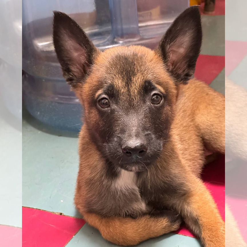 Бельгийская овчарка малинуа щенки