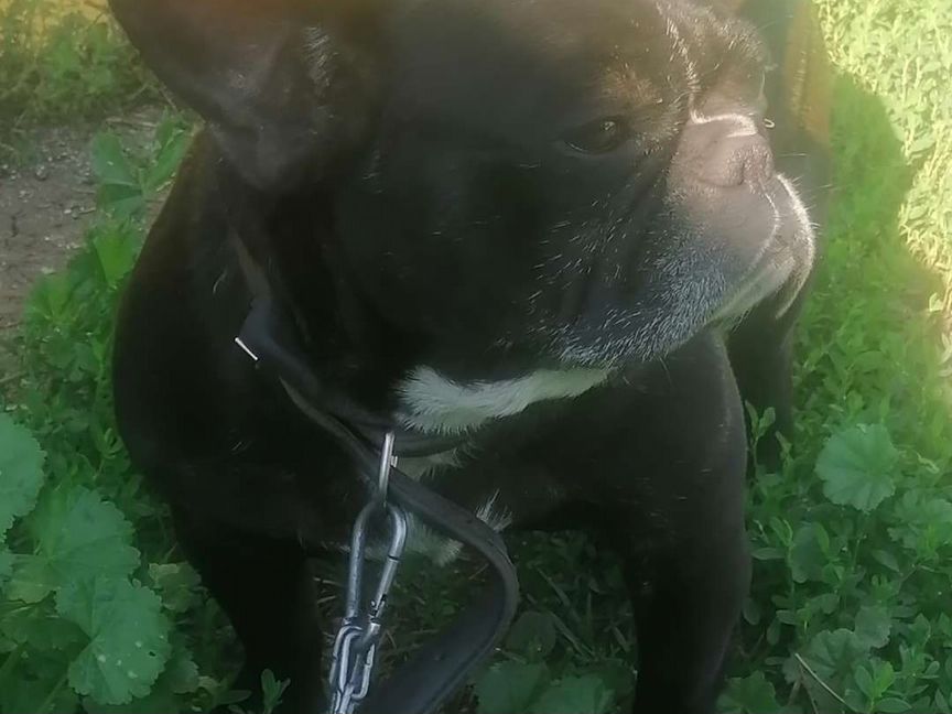 Французский бульдог