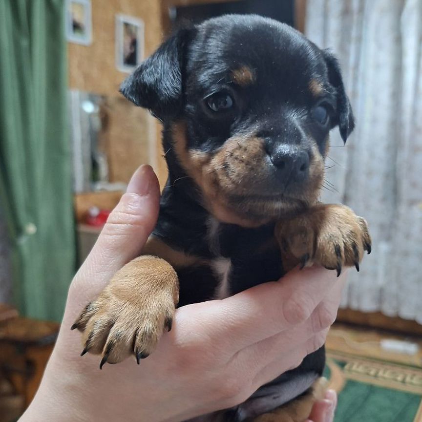 Русский той-терьер, щенок