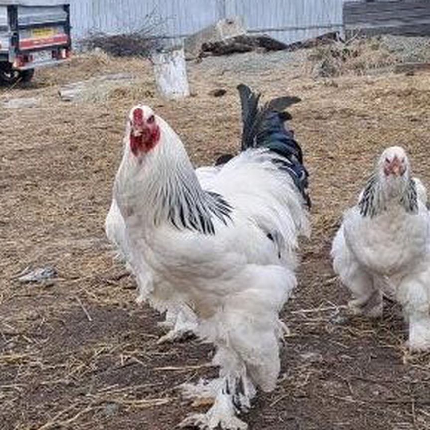 Продам петуха Брамма