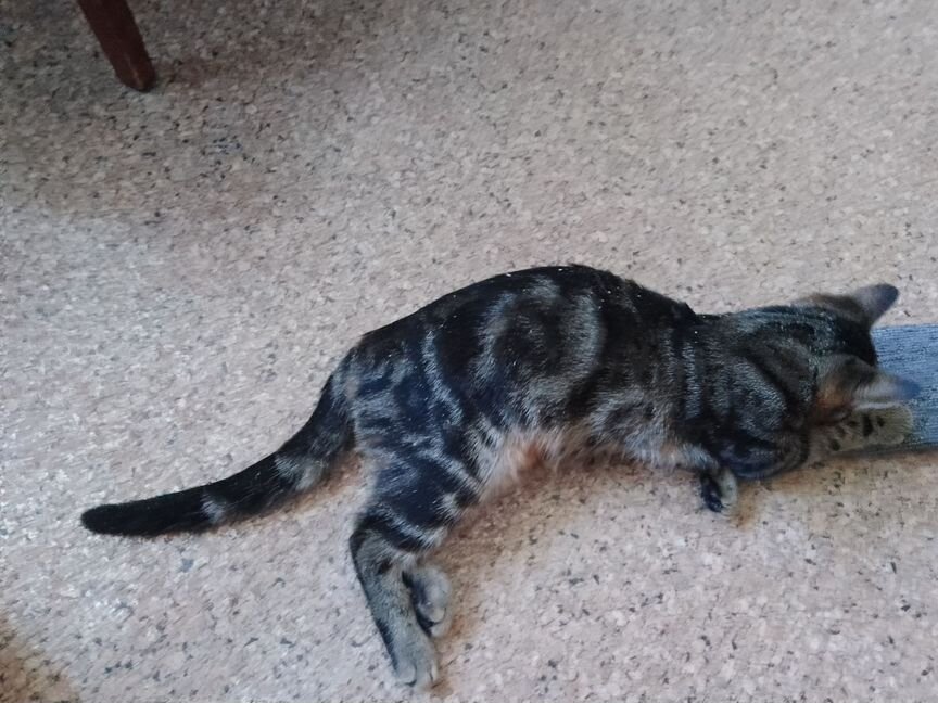 Бархатный котик с огромными усами ищет дом