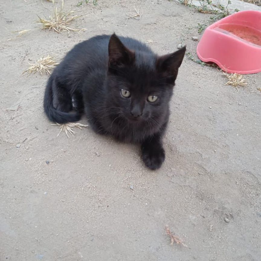 Котенок чертенок Мальчик