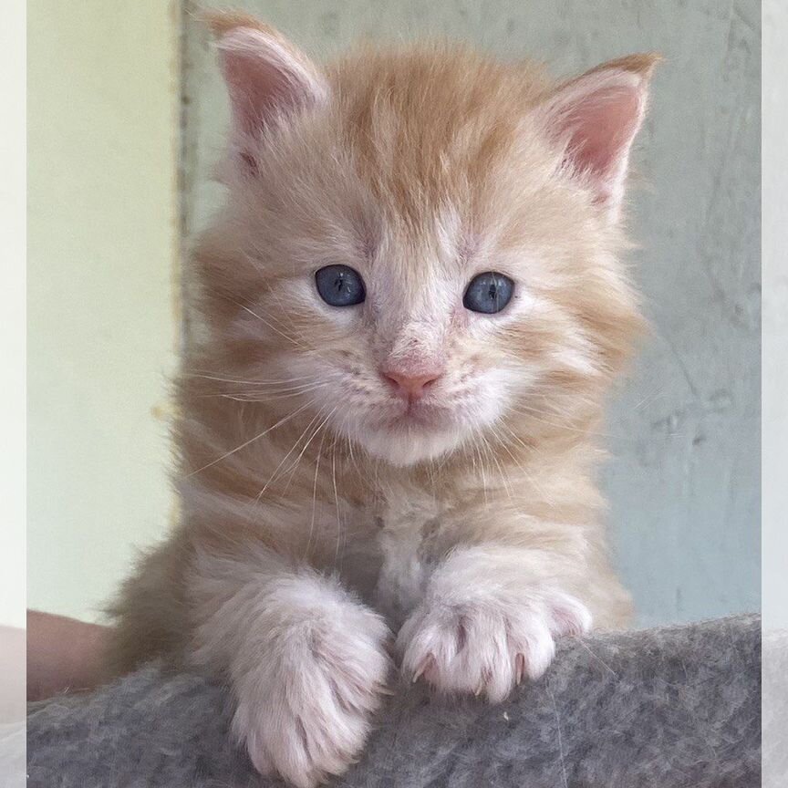Котята мейн-кун