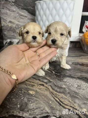 Мальтипу ф1 микро мальчики капучино и карамель