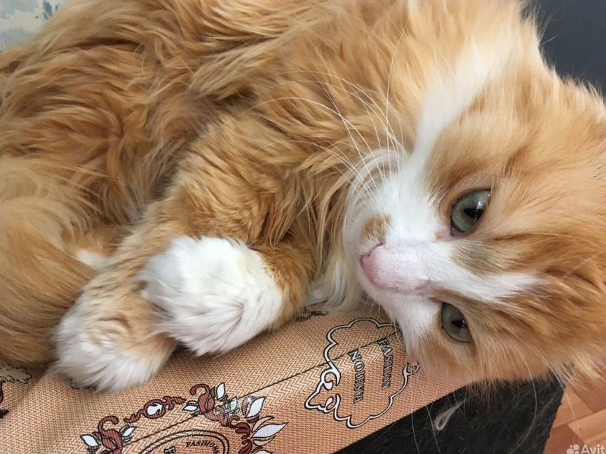 Кошка рыжуля стерильна и привита