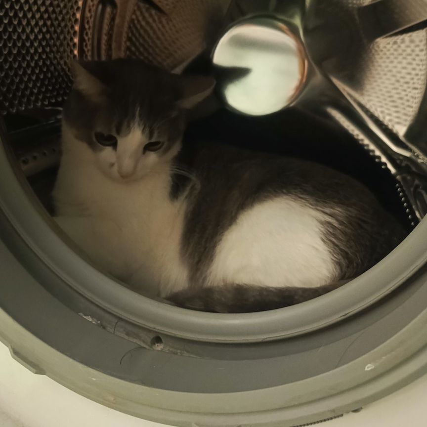 Котики ищут дом