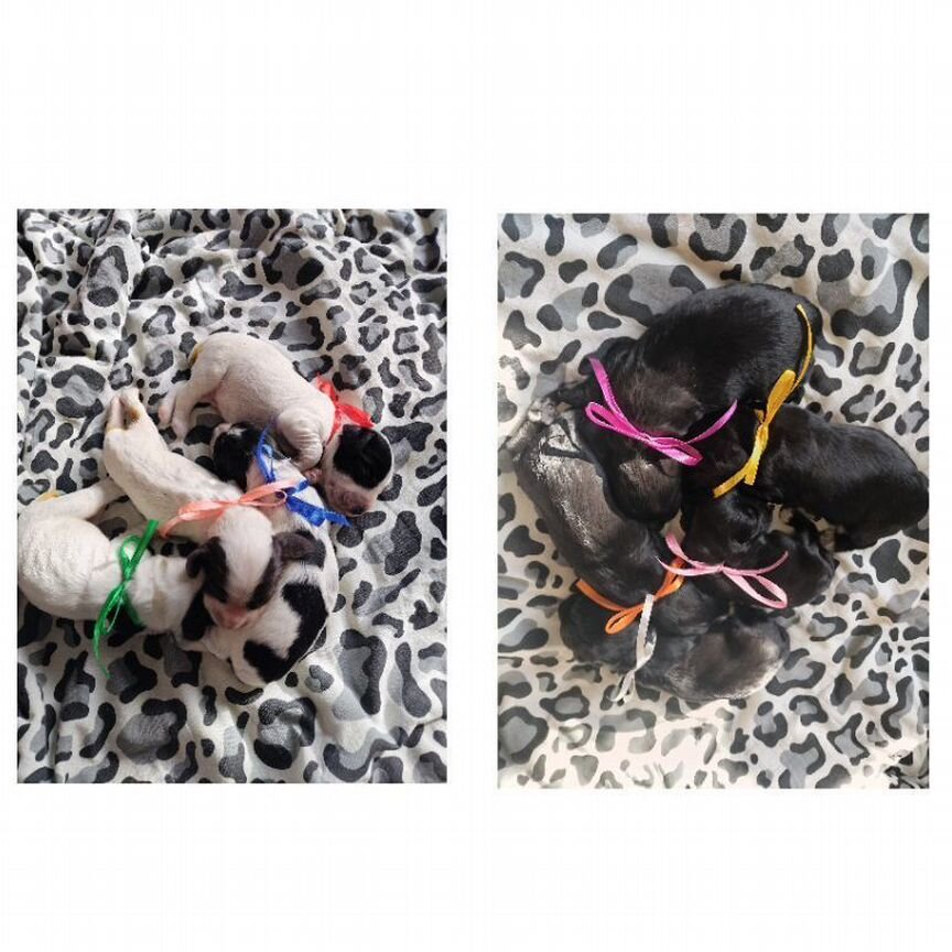 Русский охотничий спаниель, щенок