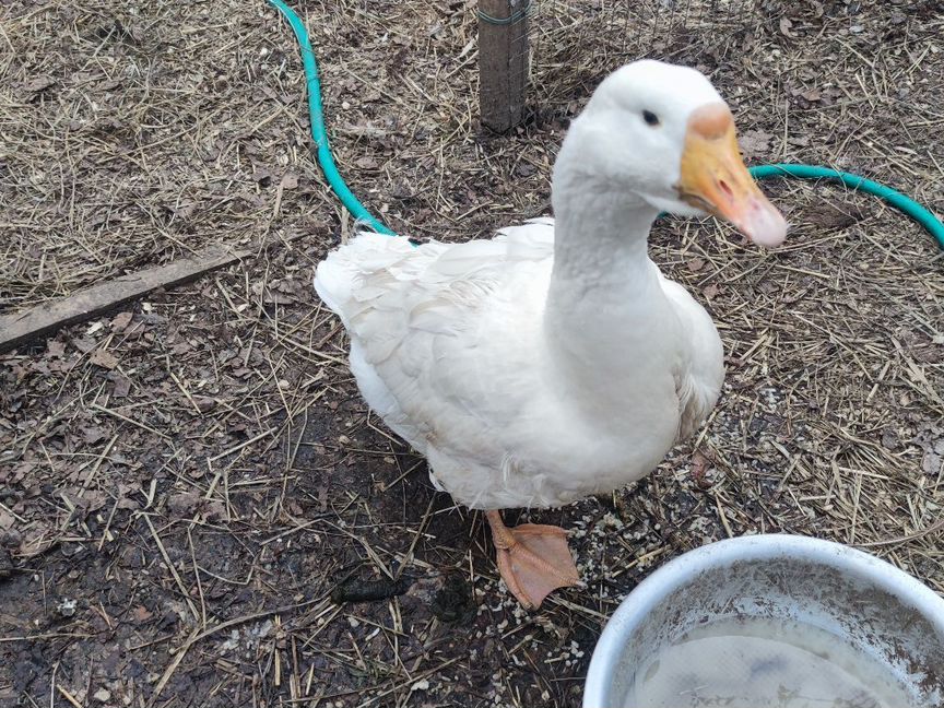 Гуси годовалые