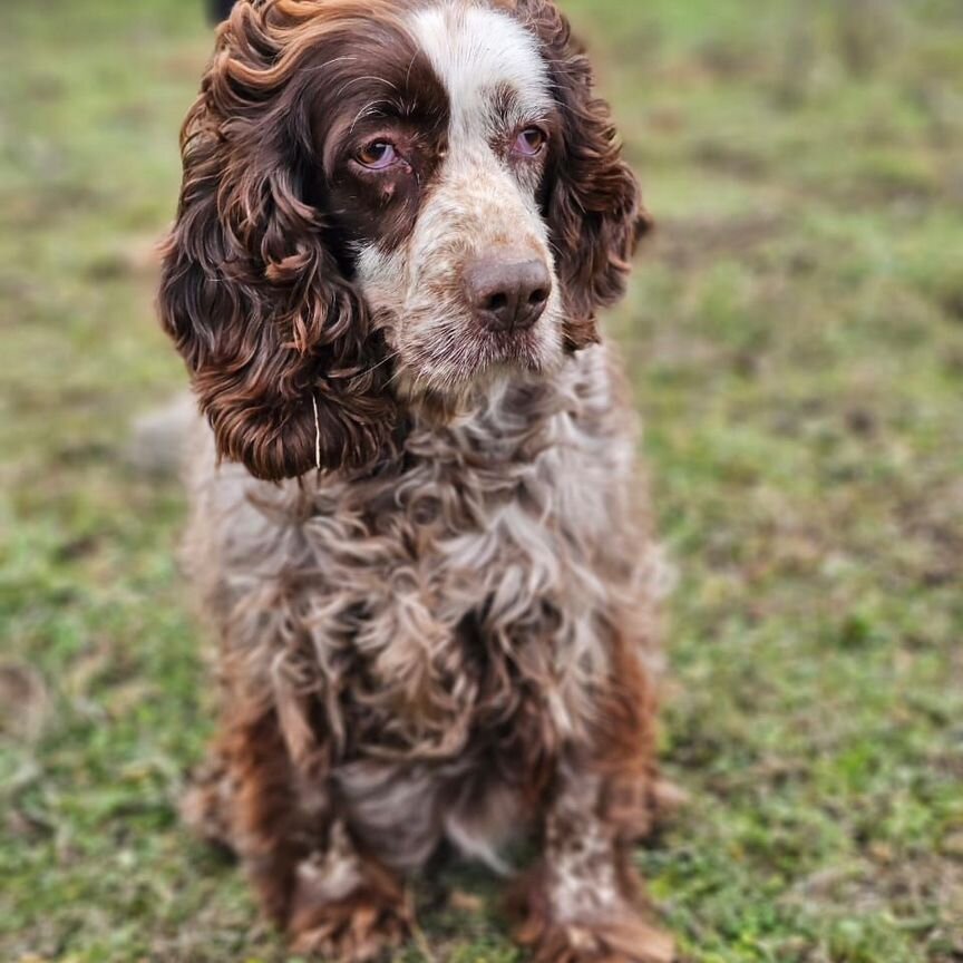 Английский спаниель