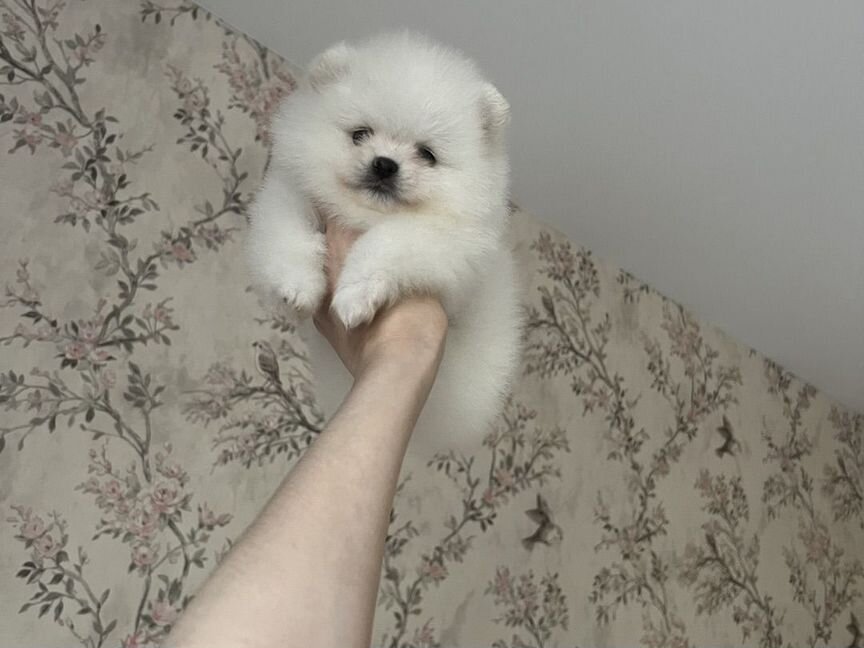 Шпиц, кремыши