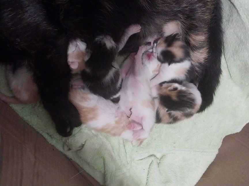 Котята