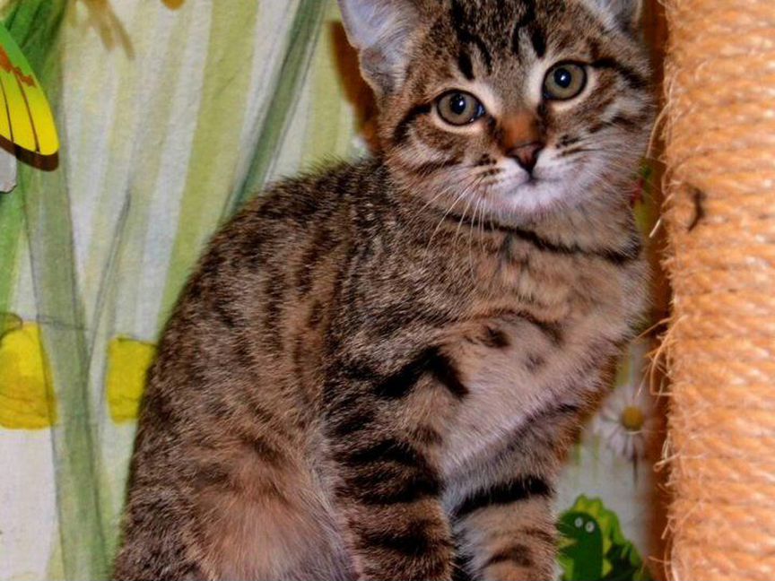 Милый котик