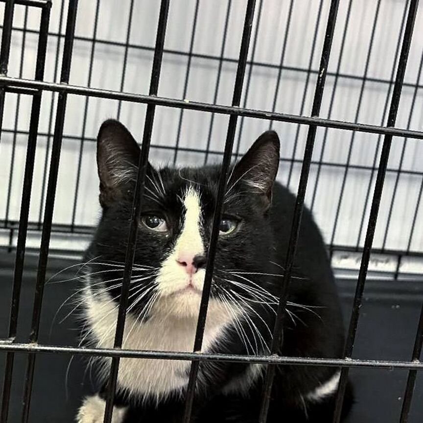 Ручная кошечка Триша