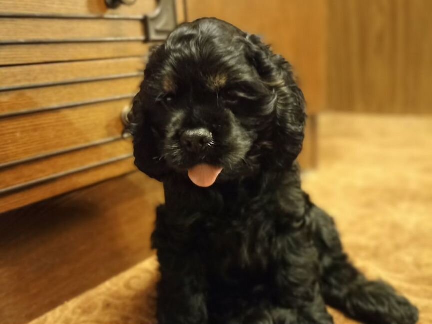 Американский кокер щенки