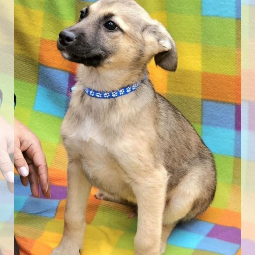 Щенок в добрые руки