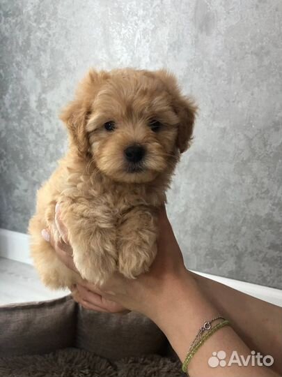 Щенки мальтипу f1 мини