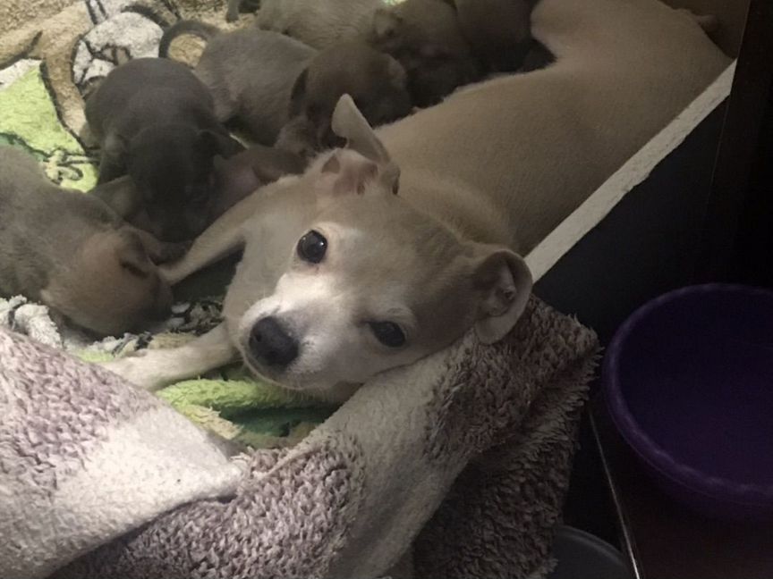 Собака Той-терьер породестые