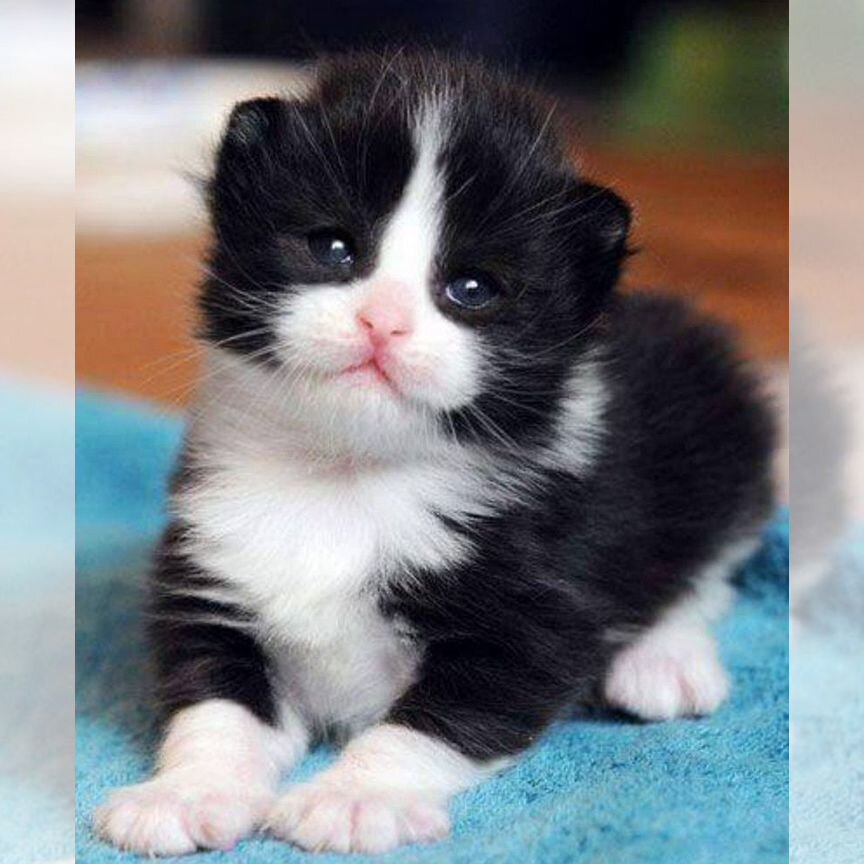 Вислоухий котёнок (кот)